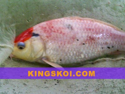 KINGsKOI: Ikan Sehat dan Ikan Sakit: INI TANDANYA!