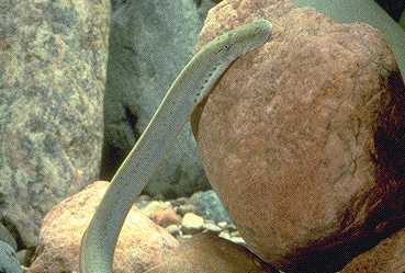 Phylum Chordata: Cephalaspidomorphi