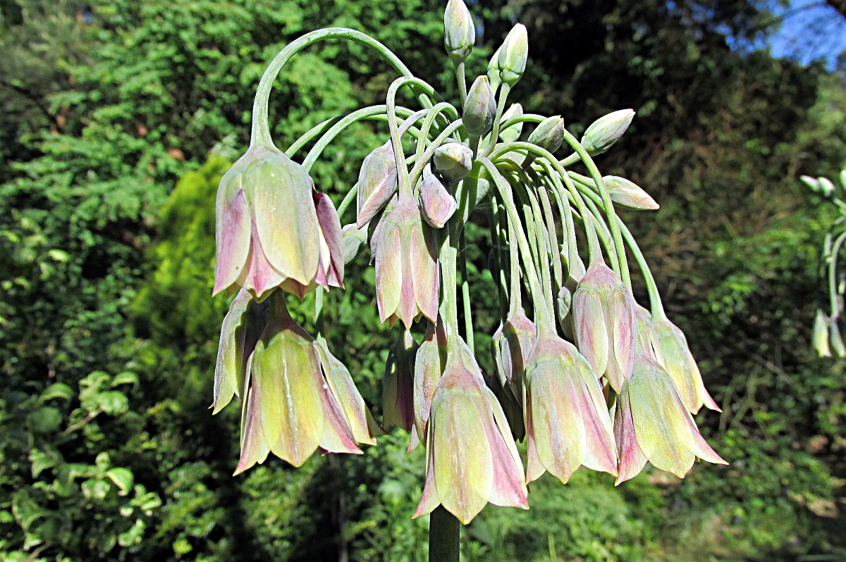 Z kwiatka na kwiatek w moim ogrodzie : Allium siculum czyli czosnek ...