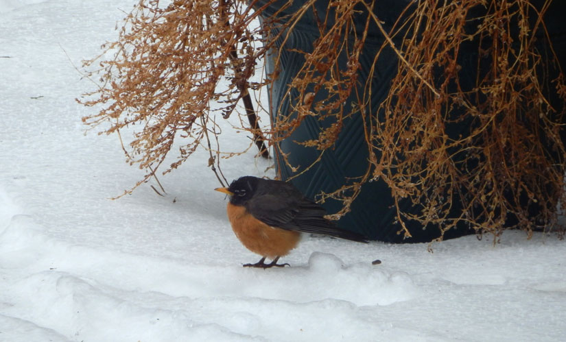 Buzz And Flutter: Spring Ritual