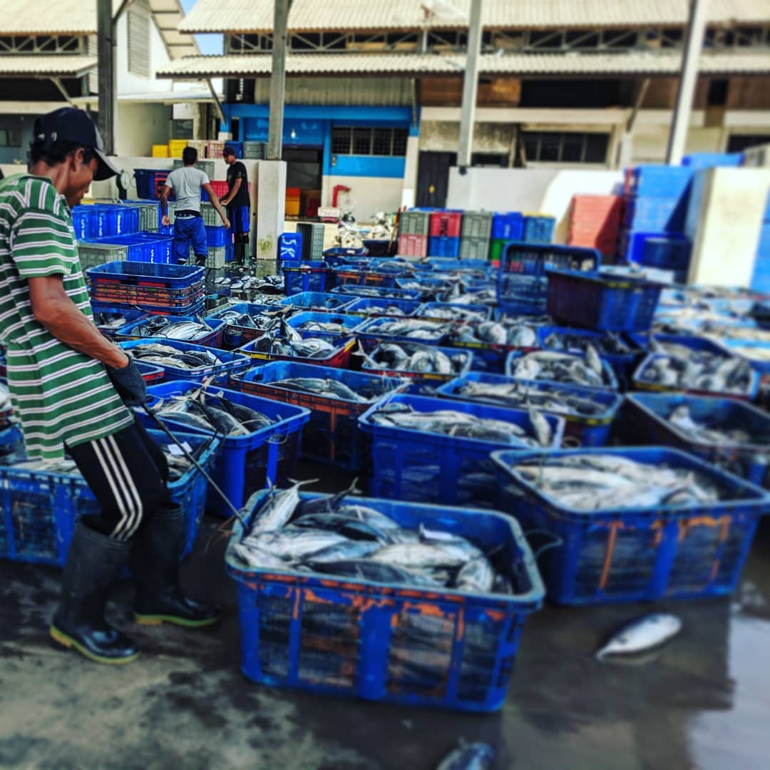 Ikan Tuna Sirip Kuning Ikan Tuna Sirip Kuning