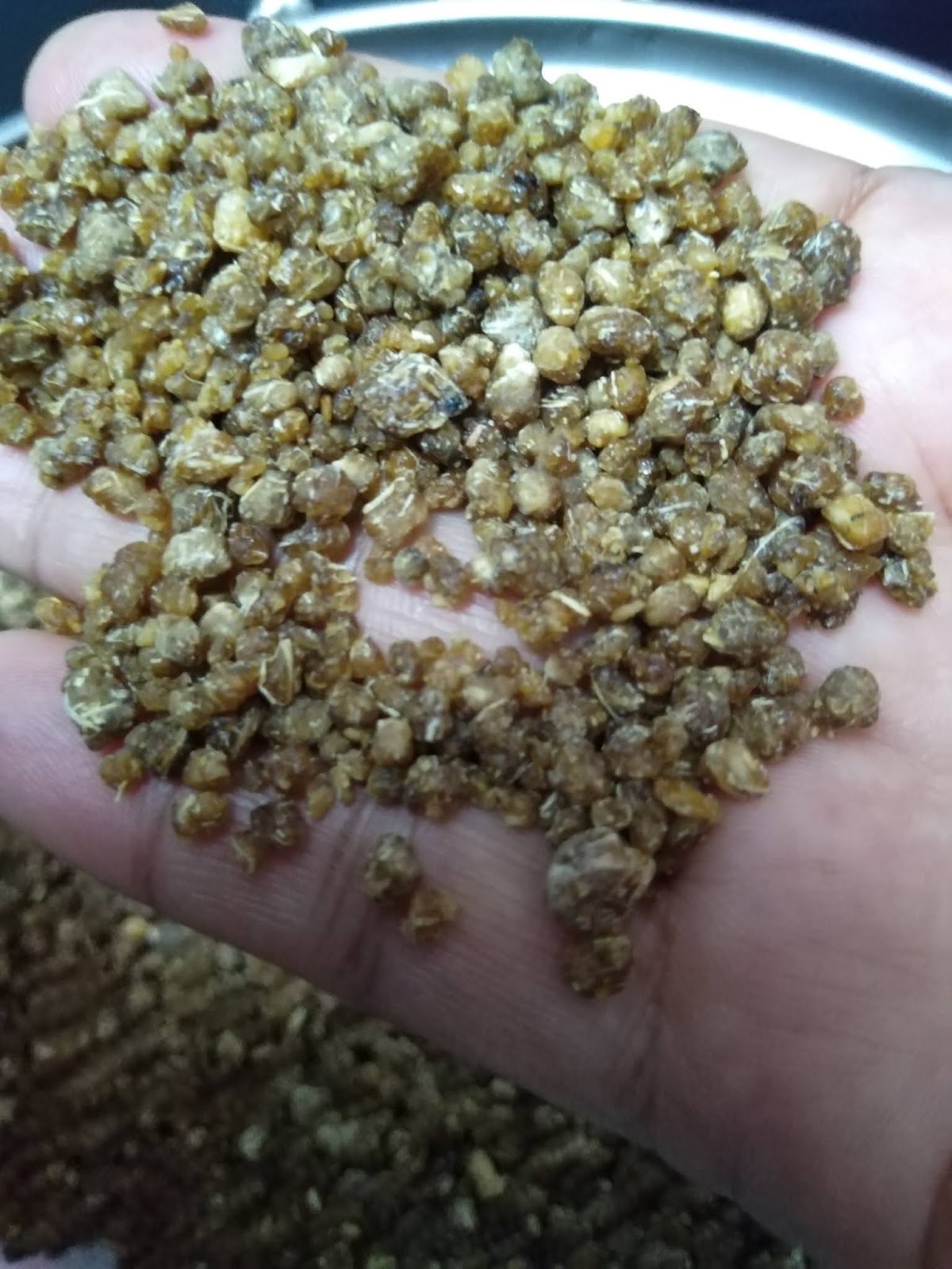 namakucella: GAPLEK SINGKONG