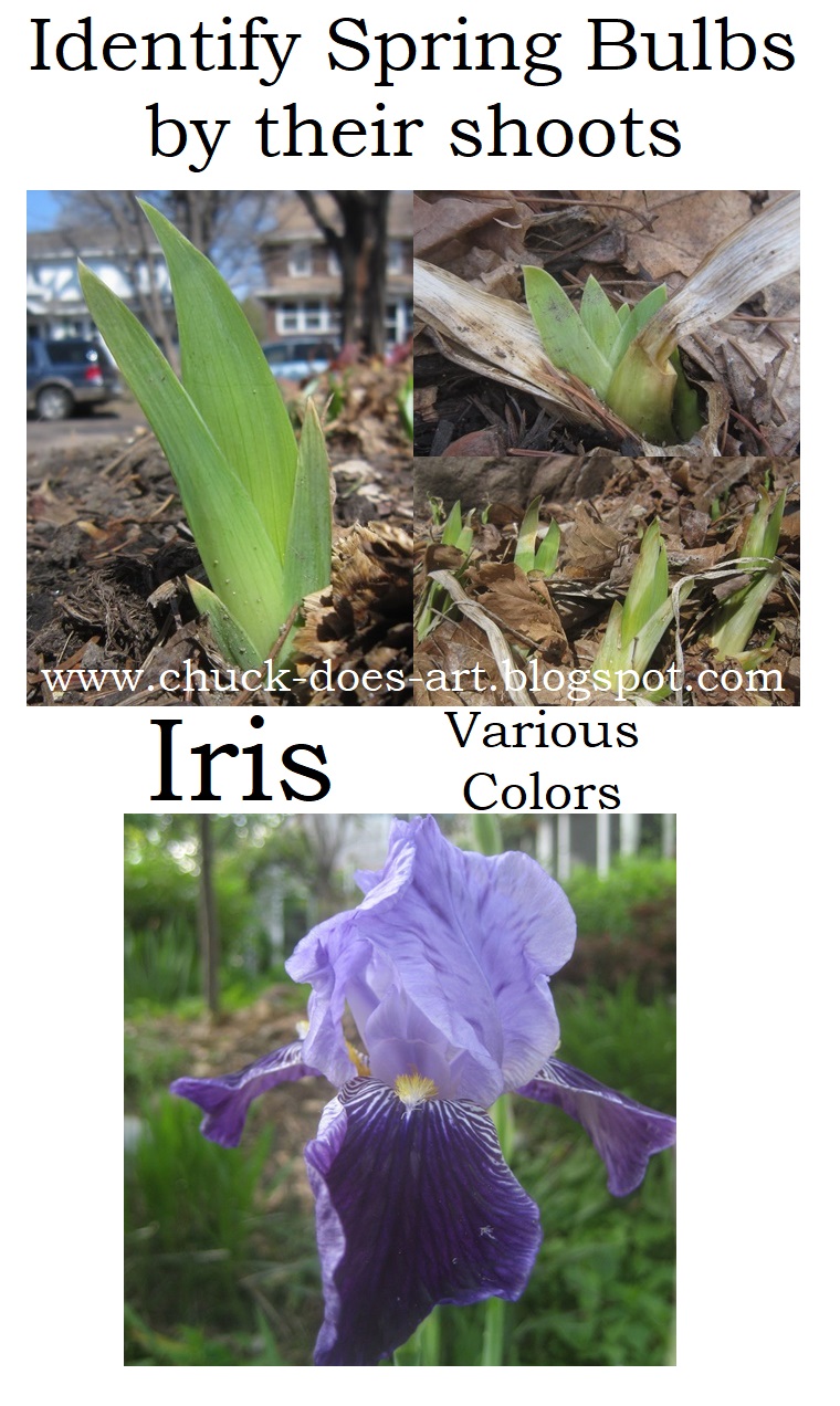 Chuck Does Art: Identifying bulbs growing in early spring by shoots