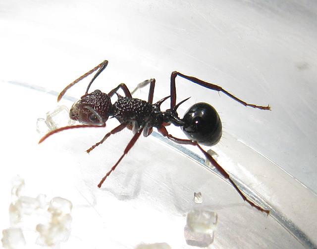 Photos and Info on Ants and Termites of Malaysia: Dolichoderus sp