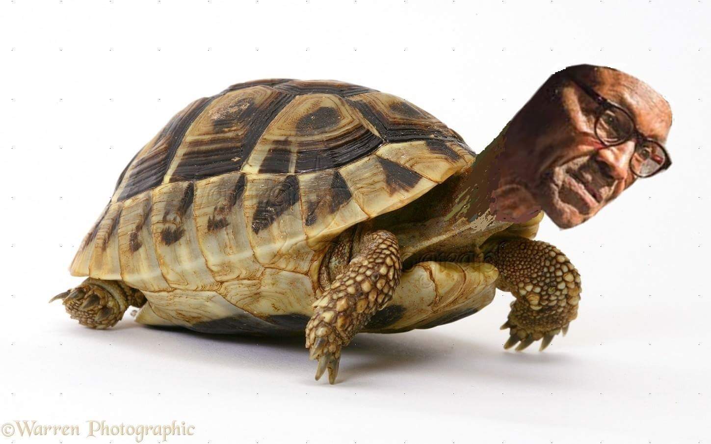 BUHARI THE STUBBORN NIGERIAN TORTOISE: BIAFRANS MUST CRACK YOUR SHELL ...