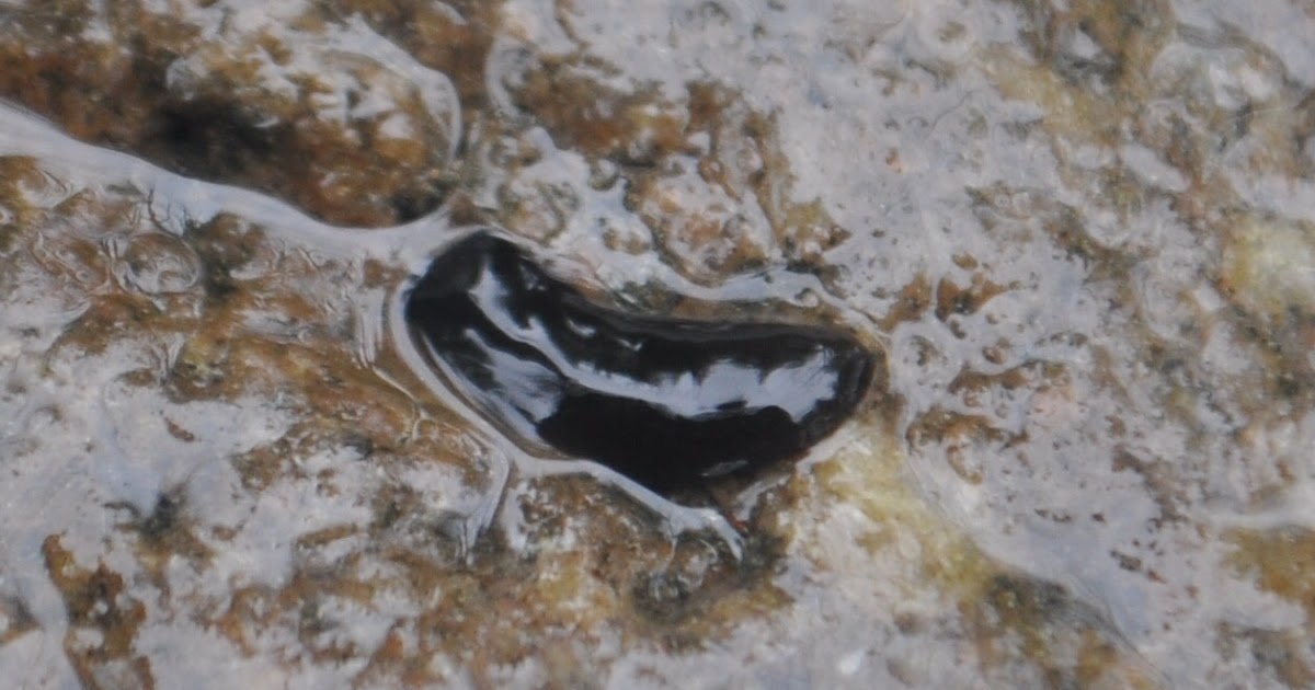 ZOOTOGRAFIANDO (6.100 ANIMALS): PLANARIA NEGRA (Polycelis felina)