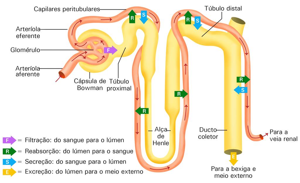 julho 2016 | Biologia: A ciência da vida