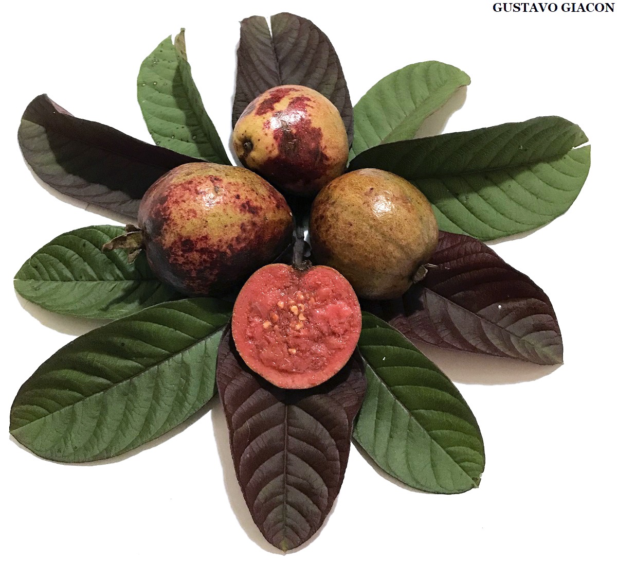 Viveiro Ciprest - Plantas Nativas e Exóticas: Goiaba Roxa de Folhas ...