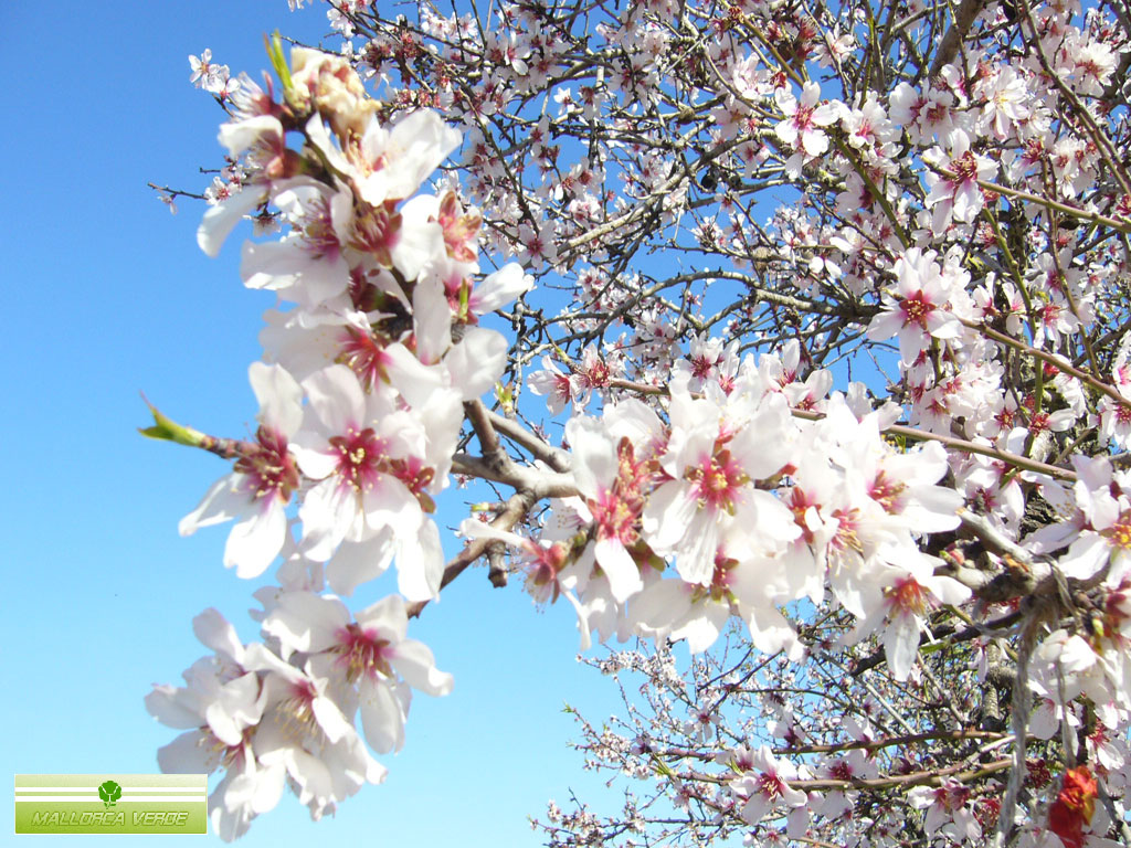 La cuesta de Panata: La flor del almendro