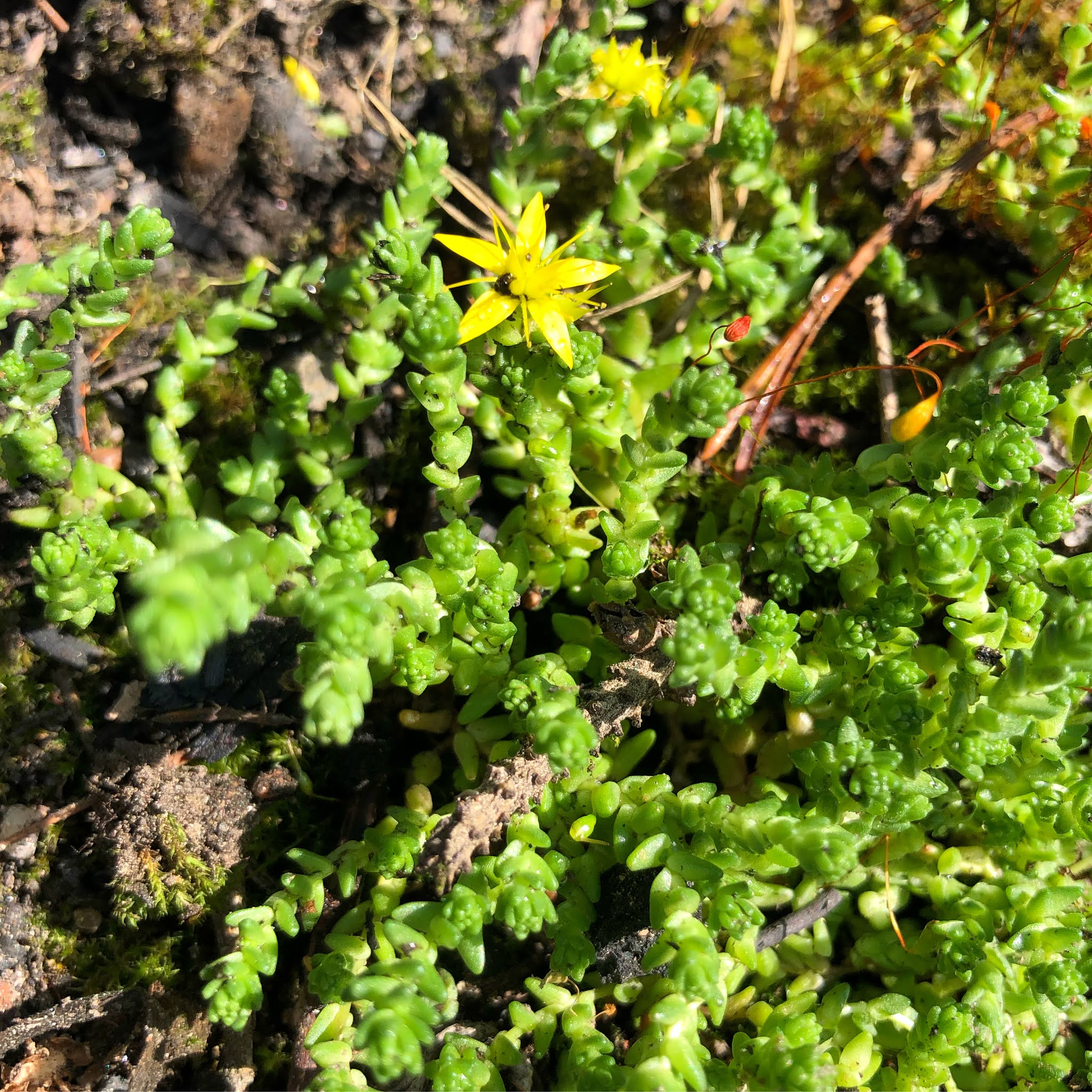 Mökki-Pirkko: Maksaruoho, maksaruoho, maksaruoho...