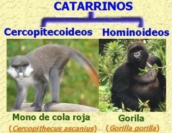 TRAS LAS HUELLAS DE HERÓDOTO. . . : CLASIFICACIÓN DE LOS PRIMATES.