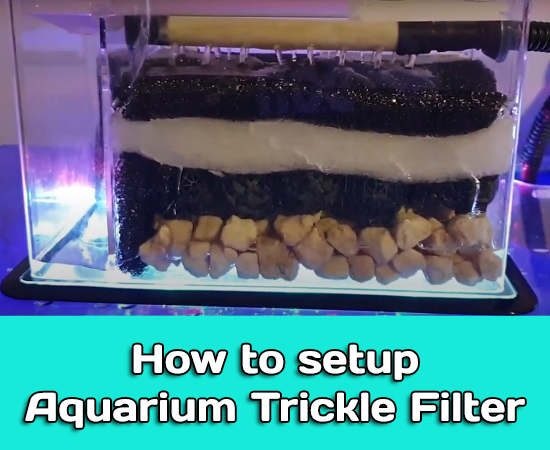 Aquarium Filter Setup (Trickle/Shower Filter)