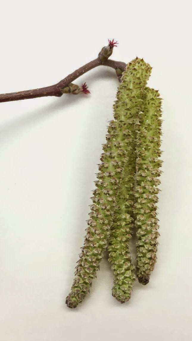 The Phytophactor: Friday Fabulous Flower - Filberts