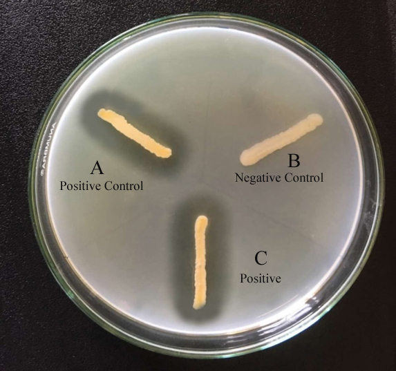 MICROBIOLOGY BLOG FOR STUDENTS (MBLOGSTU): Cultural and Biochemical ...