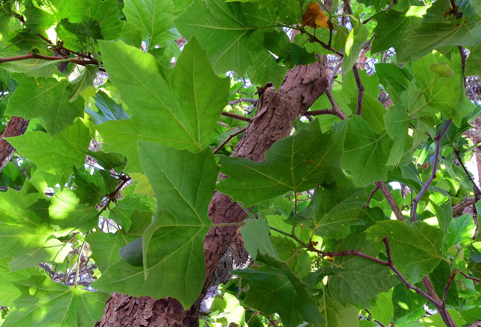 Friends of the Carmel Forest Tree Tour with Dr. Matt Ritter - June 2018