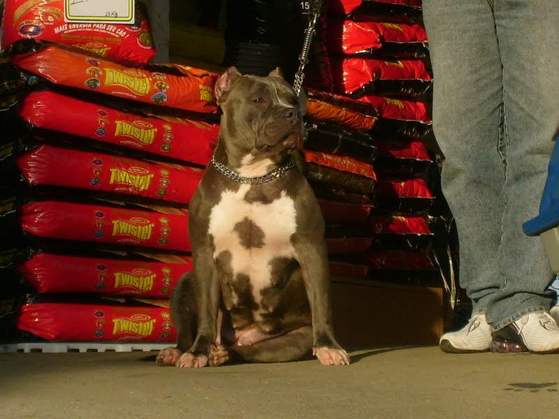 U.S BULLY FORCE BULGARIi =CRIAÇÃO NACIONAL= | American Bully Brasil ...