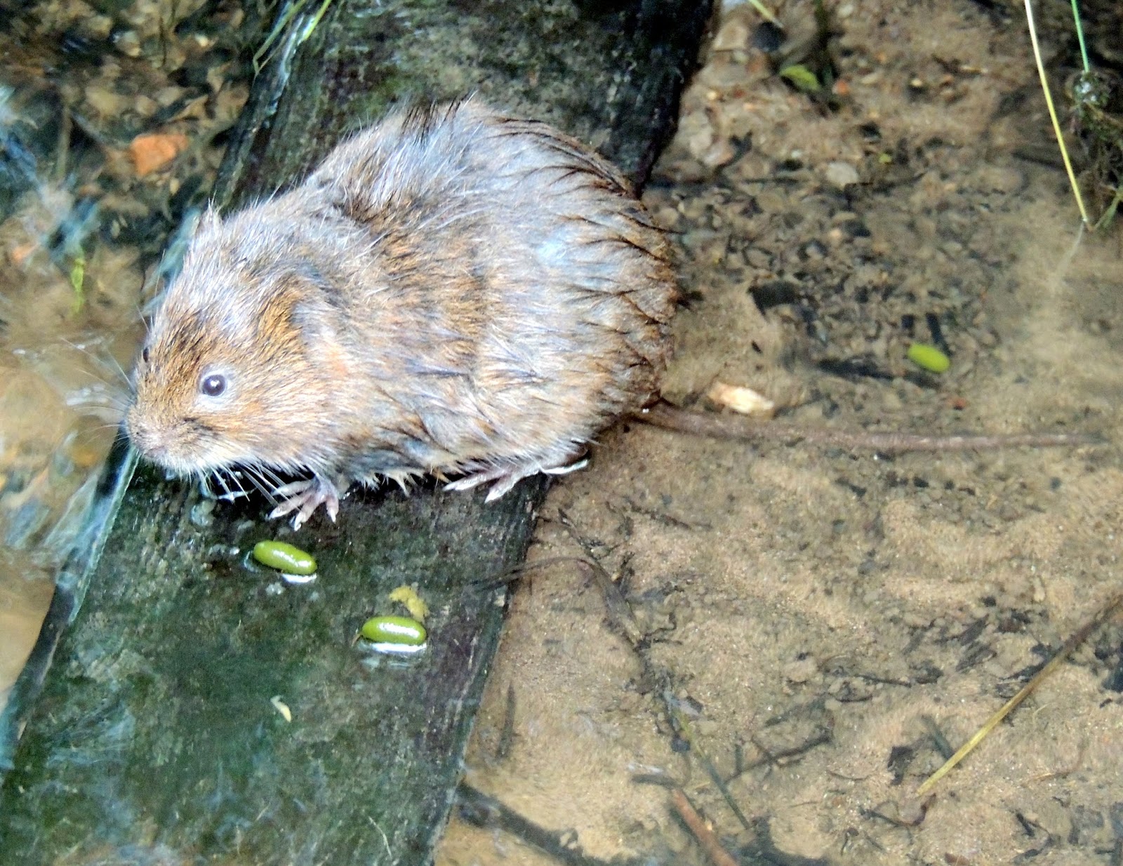 About a Brook: When Voles Grow Bold