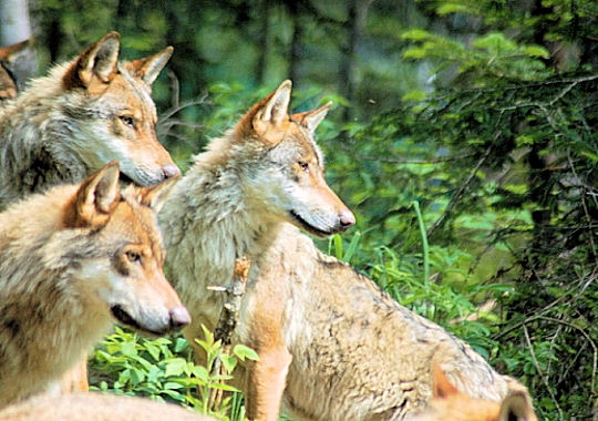White Wolf : A Wolf Pack Is Forming On The Outskirts Of Paris