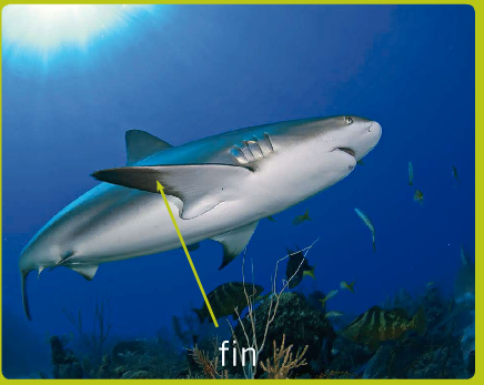 SGAguilar Javier Ramos: Vertebrates - FISH and AMPHIBIANS