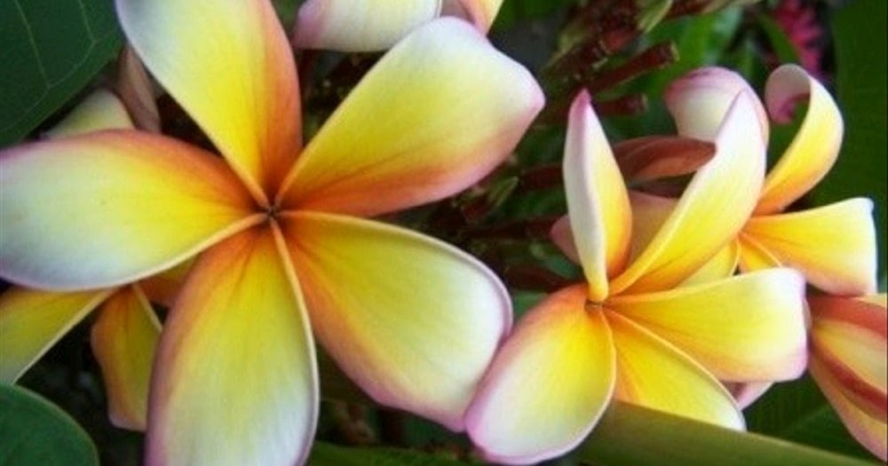 Bunga Kamboja Jepang Tumpuk Adenium Deserto Bonsai Kamboja Tanaman ...