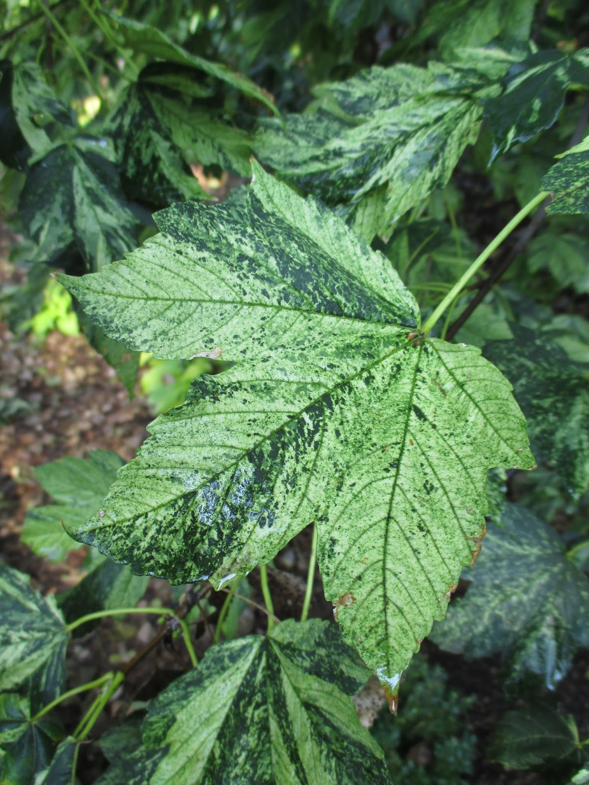 Rotary Botanical Gardens - Hort Blog: Warm Weekend Ahead