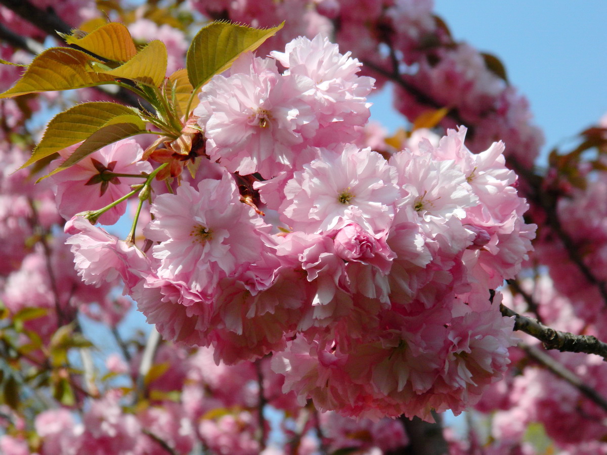 LA MULTI ANI, ROMANIA!: Flori roz de cires japonez