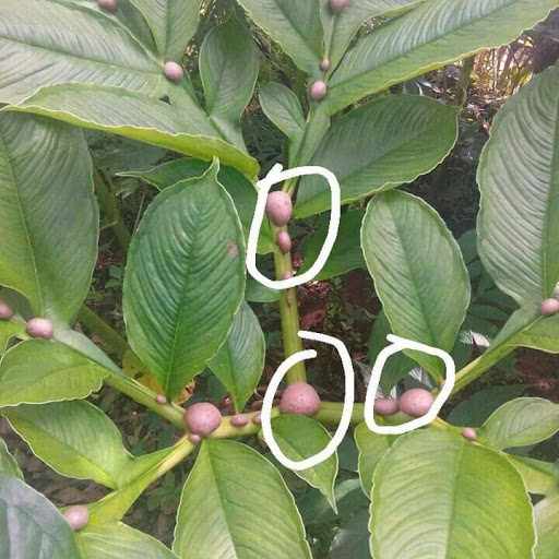 Mengenal Ciri - Ciri Tanaman Porang di Indonesia