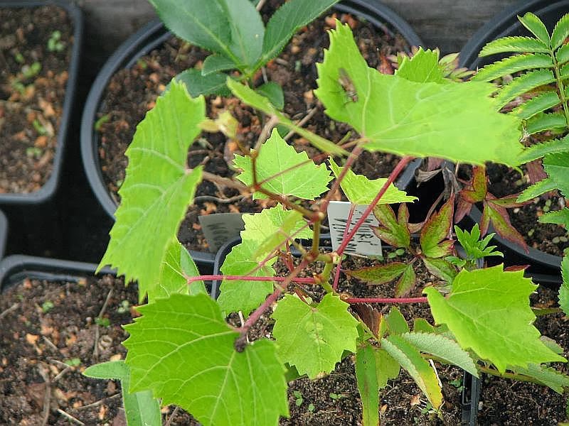 kahe valla piiri peal: väänikud väändikud