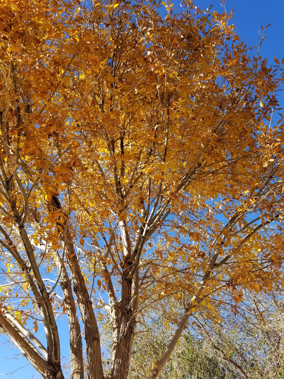 Tumbleweed Park Ranch