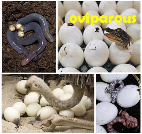 What Is Sexual Reproduction, Fertilization, Oviparous - Your Learning Point