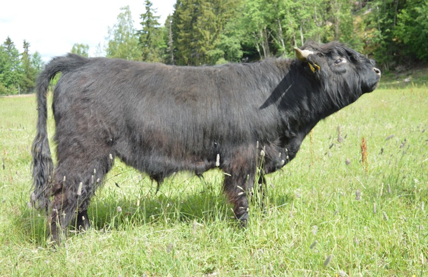 Boe's Highland Cattle: Tjurar till salu / Myytävät sonnit