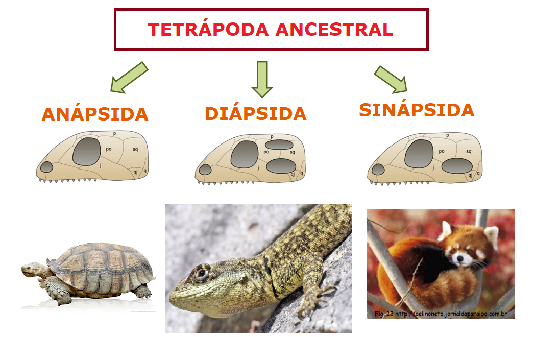 BIOLOGIA PARA A VIDA : RÉPTEIS E SUA GRANDE INOVAÇÃO