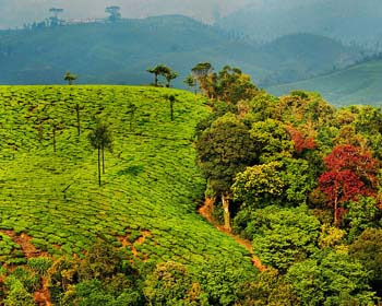 Valparai Hill Station | History | Things to do | Best time to visit