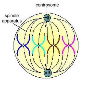 #4. Cell structure and function | Biology Notes for A level