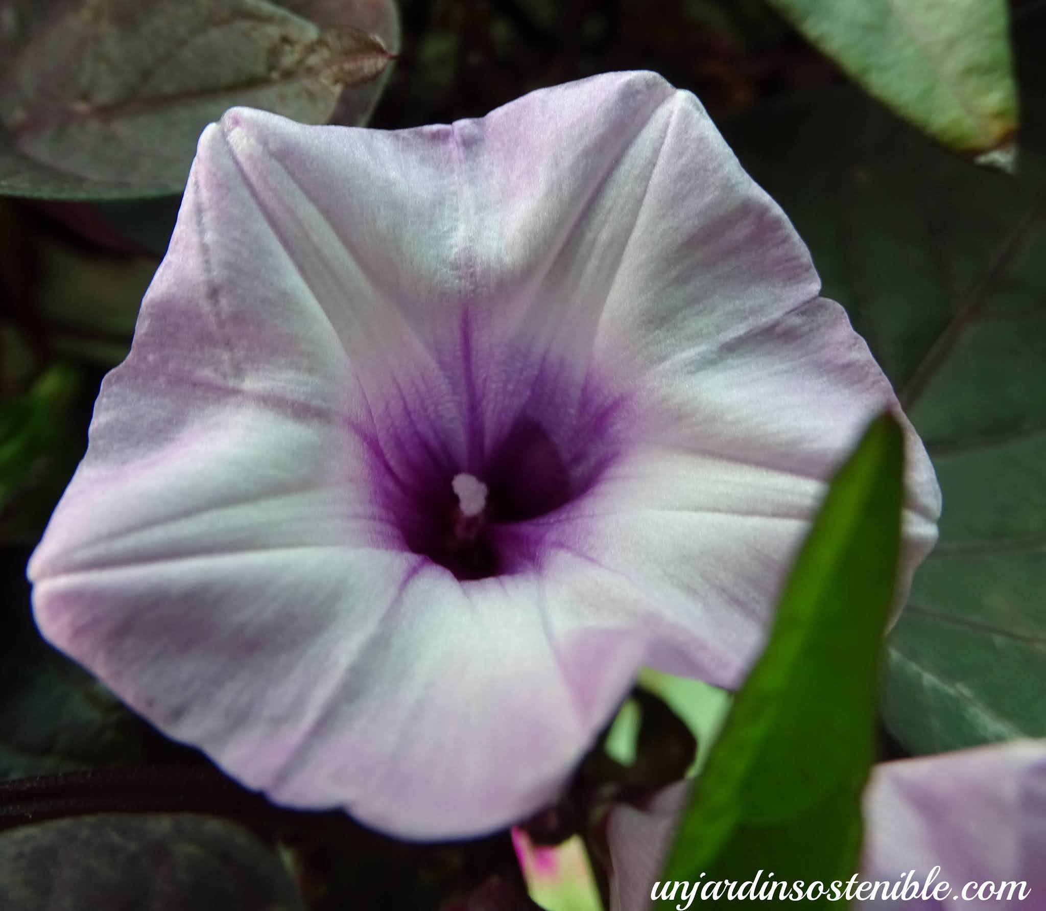 Ipomoea hybrida (Batata ornamental) (Ipomea-Gloria de la mañana).