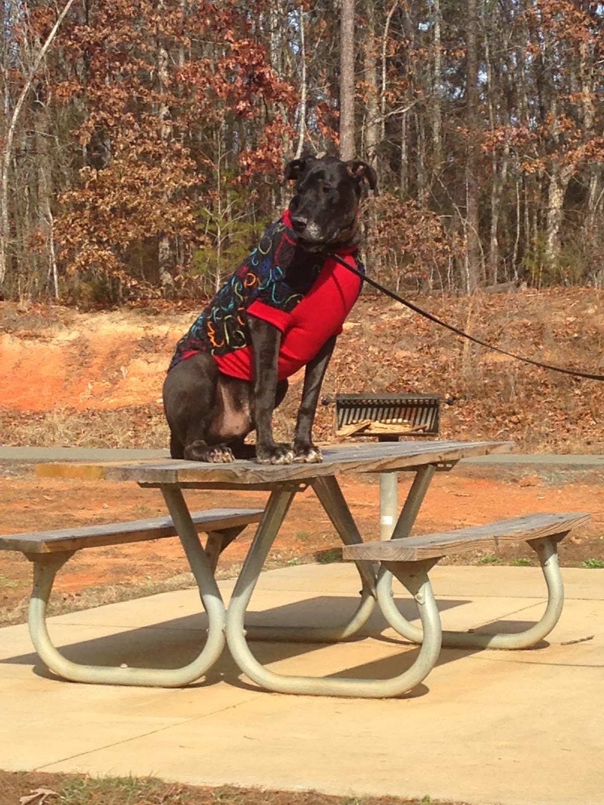 The K9 Coach Dog Training: Teaching Your Dog To Sit and Stay