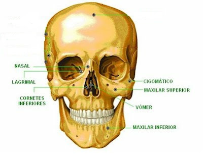 HUESOS DE CABEZA Y CARA: HUESOS DE LA CARA