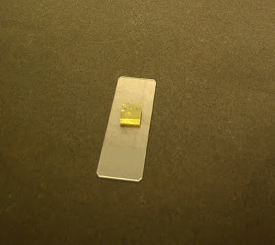 Fun With Microbiology (What's Buggin' You?): Slide Culture Technique