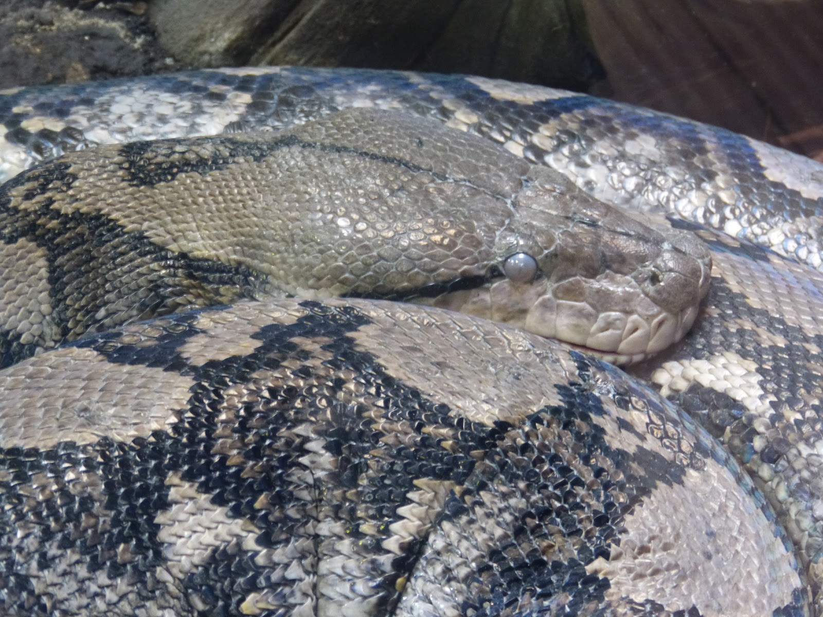 Clutter-Chaos Aaron&co: Reptiles @ Chester Zoo January 2018