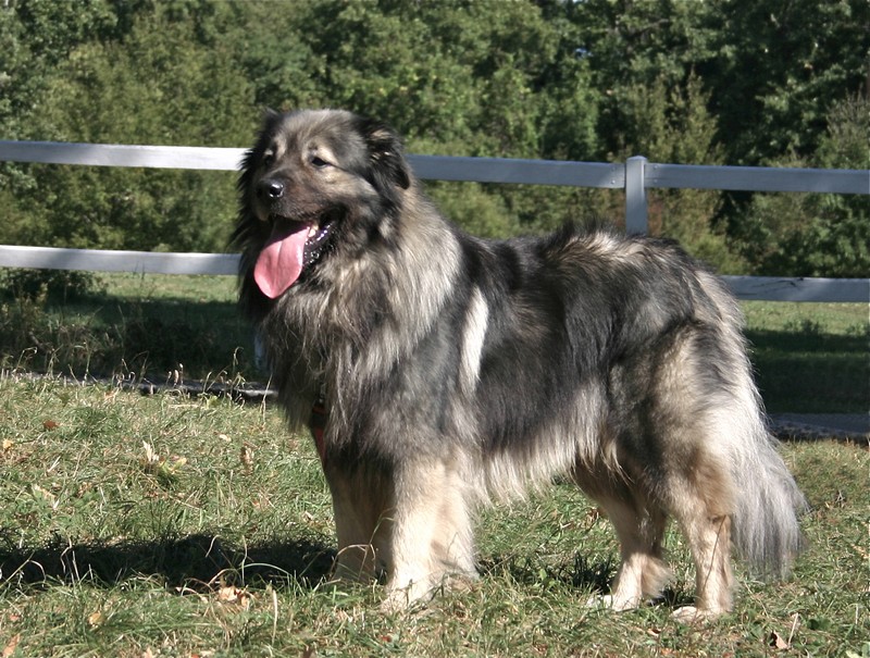 Cães & Cães: Kraski Ovcar - 06