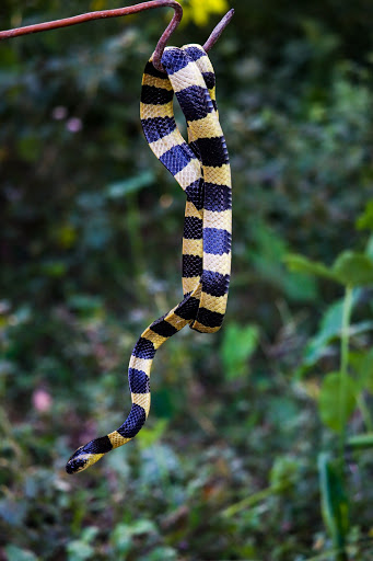 SPECIES OF SNAKES FOUND IN ASSAM