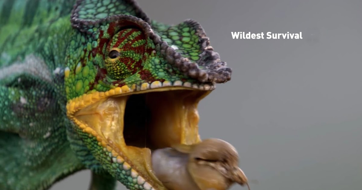 Discovery estrena Supervivencia salvaje - TVCinews