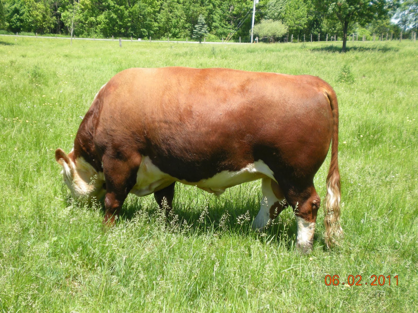 Middleground Miniature Herefords: Miniature Hereford bull, Hawkeye ...