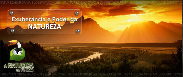 A Natureza em Forma: Exuberância e Poder da Natureza