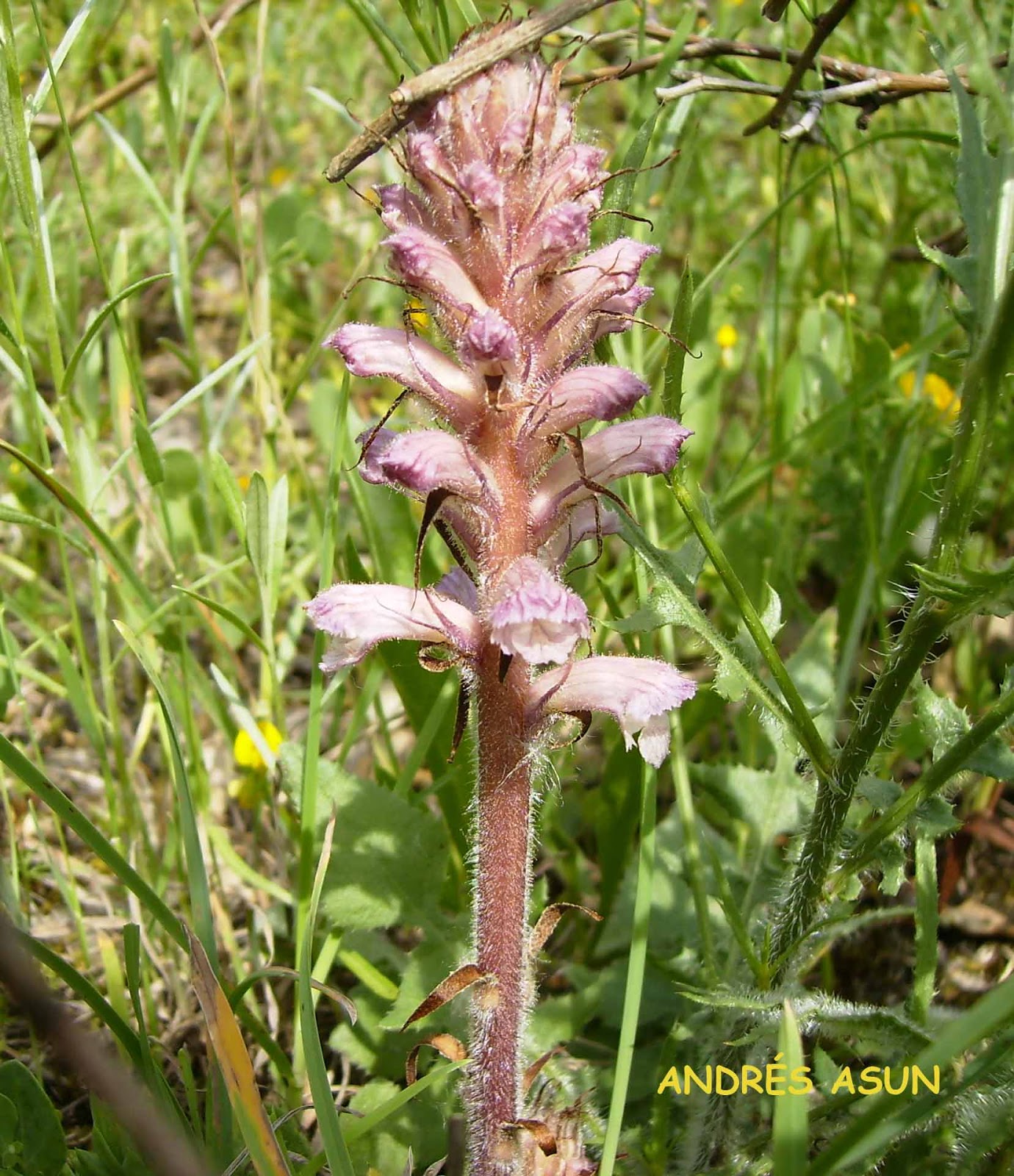Flores silvestres de la Cordillera Cantábrica: OROBANCACEAS - Orobanchaceae