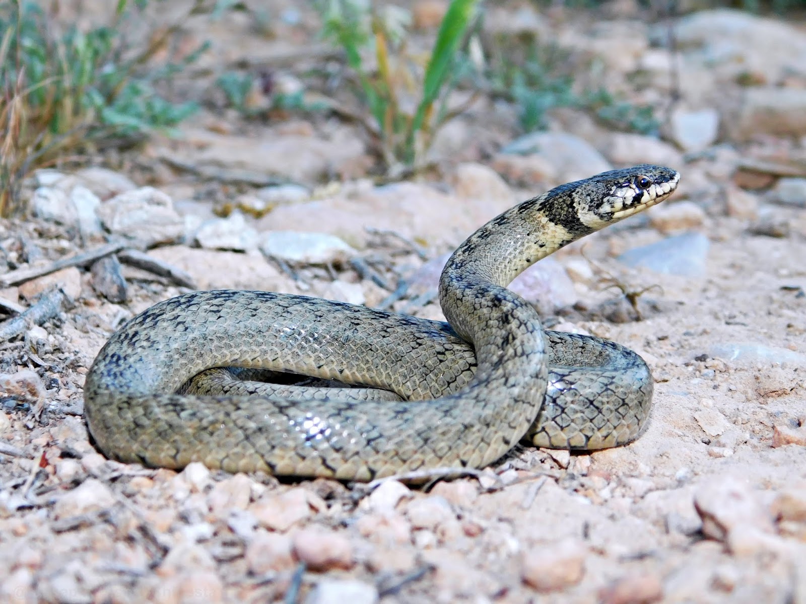 Entre dos mundos: los endemismos íbero-magrebíes