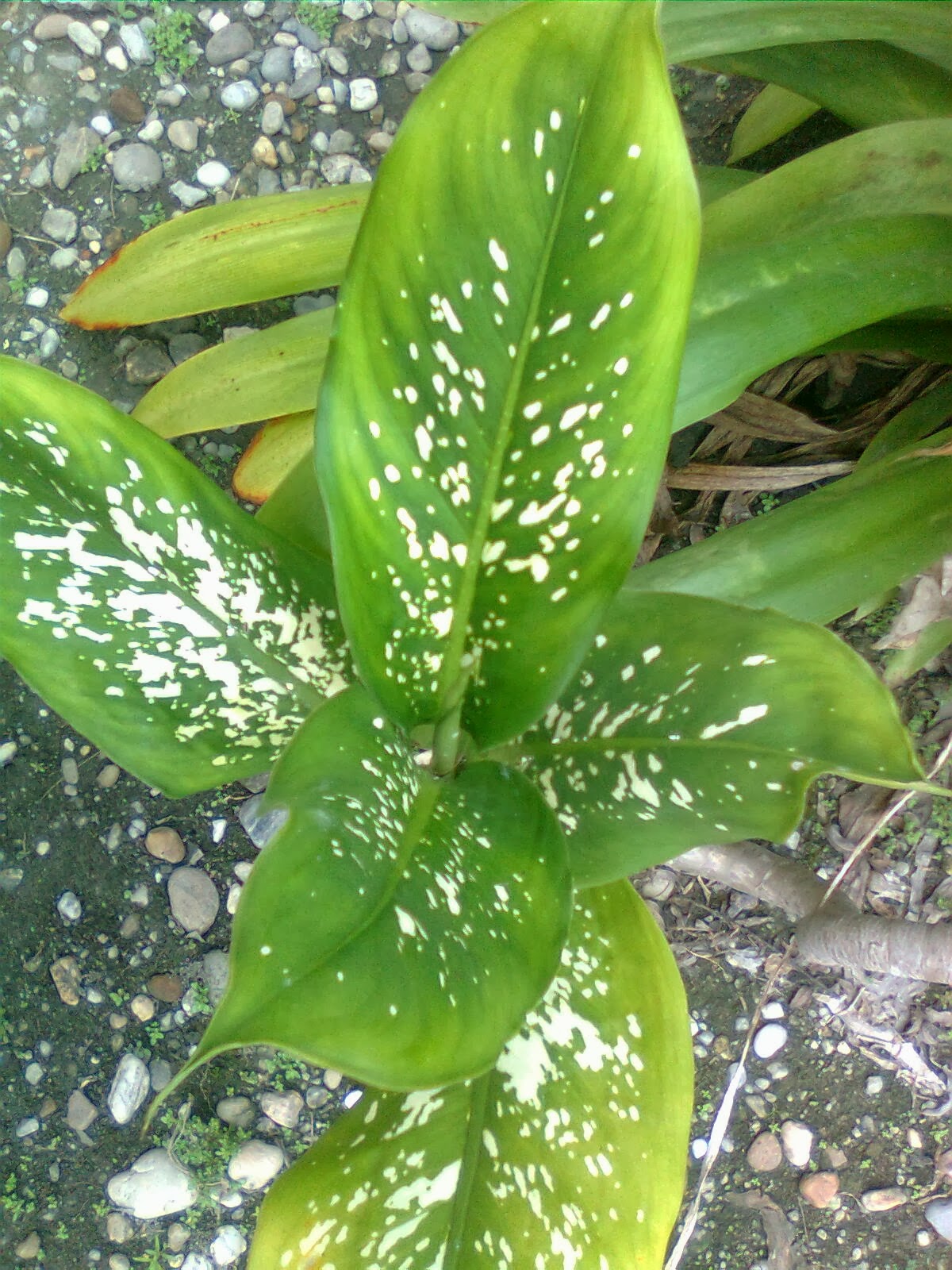 Dunia Tumbuhan: Bangun Daun