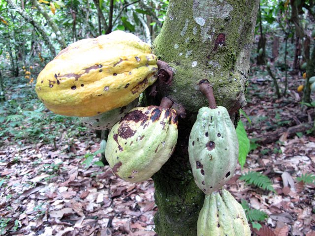 Pictures of African Cocoa Farming: Bafia, Cameroon (4)