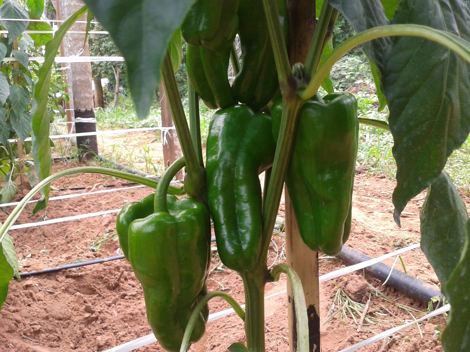 Paraguay: un milagro americano!: Locote paraguayo con calidad de ...