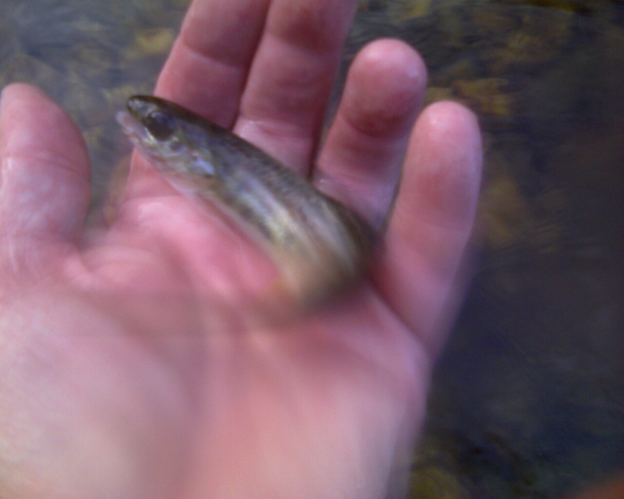 What Do Fish Eat Small